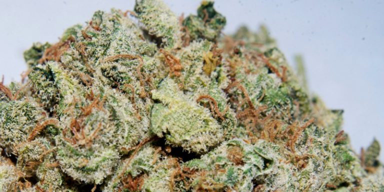 Recenzja Odmiany Marihuany Lucky Charms | HolenderskiSkun.com